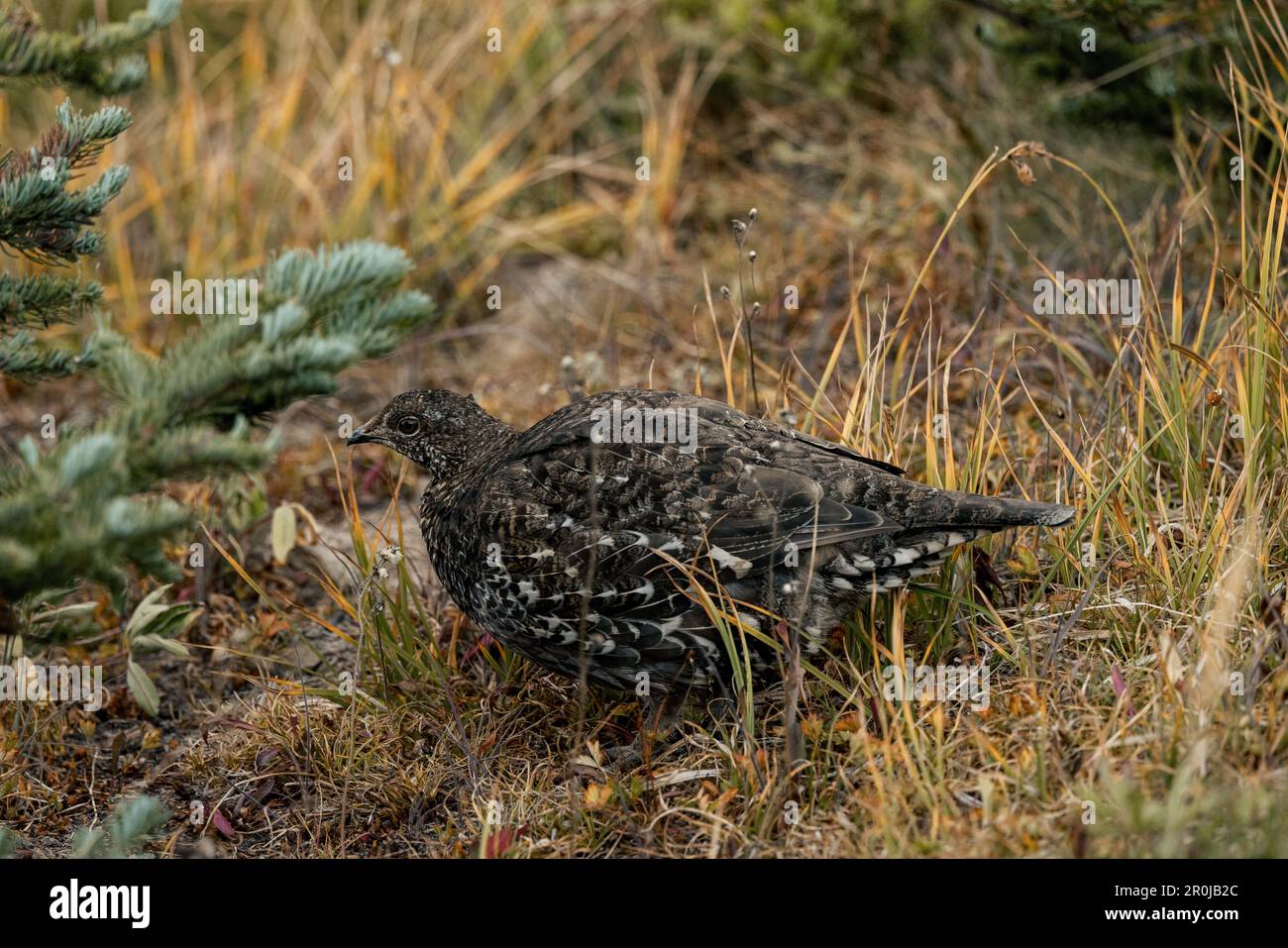 Wild bird pheasants in Olympic National Park Hurricane Ridge in ...
