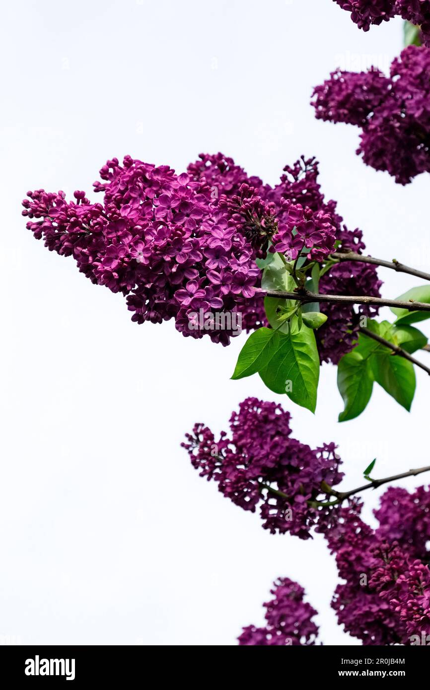 Common purple lilac syringa vulgaris hi-res stock photography and ...