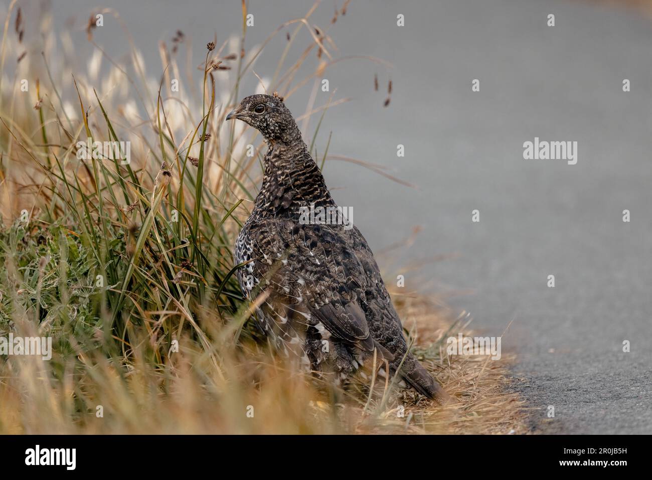 Wild bird pheasants in Olympic National Park Hurricane Ridge in ...