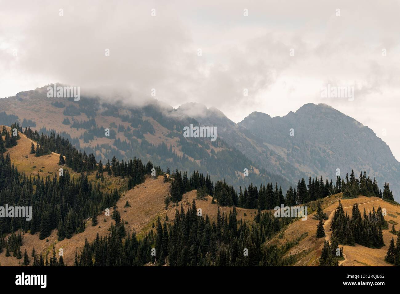 Trekking path leading along the Hurricane Ridge hiking trail in Olympic ...