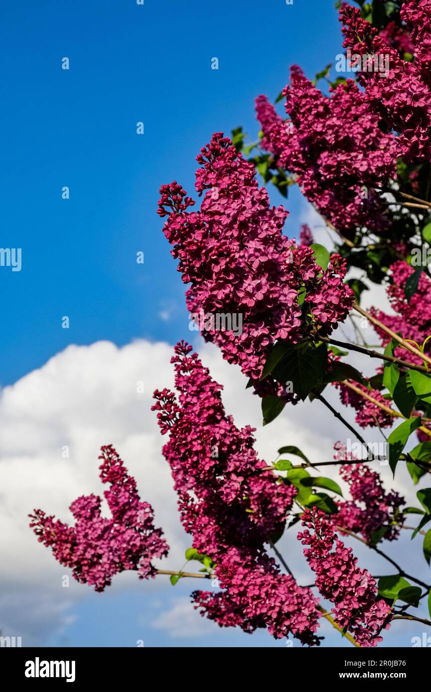Common purple lilac syringa vulgaris hi-res stock photography and ...