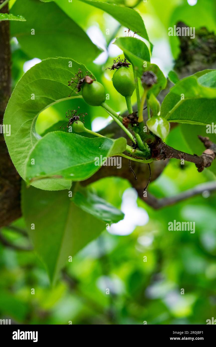 Fruits form after petals of Nashi pear tree (Pyrus pyrifolia kumoi ...