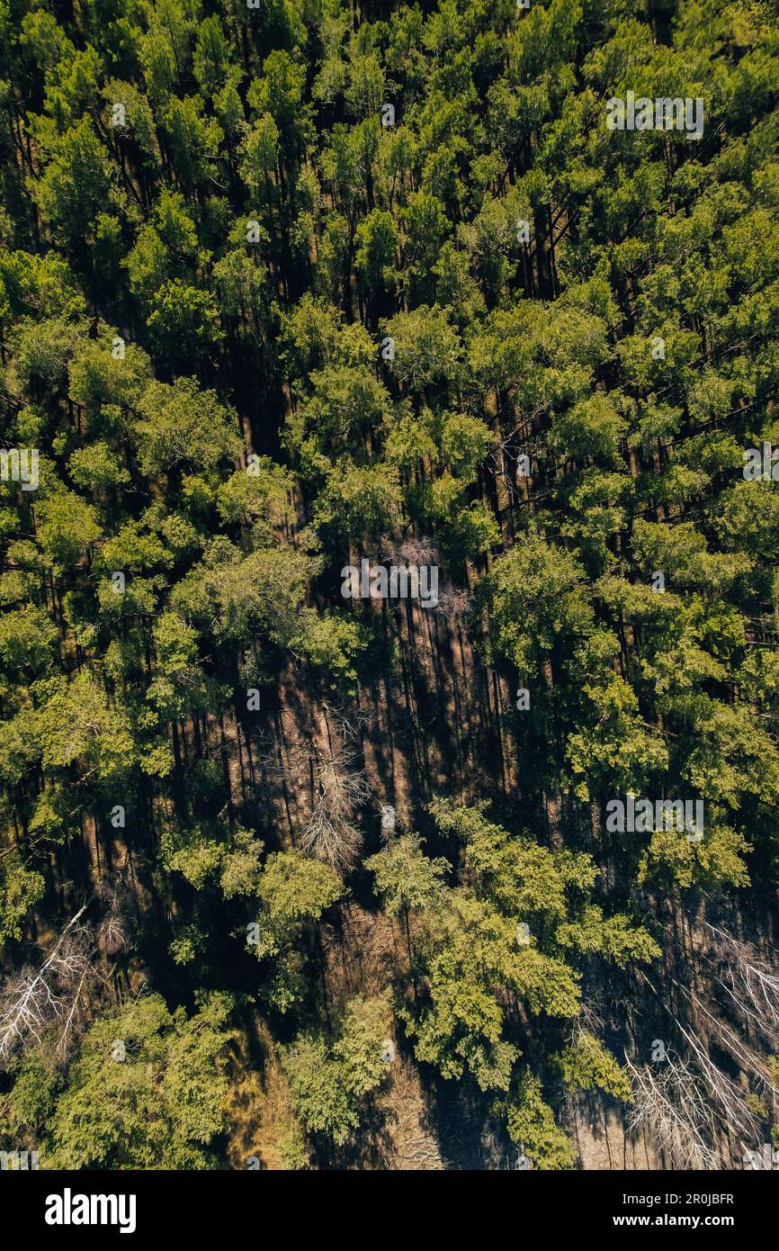 Aerial view of forest tree tops top view. Drone shot over spruce ...