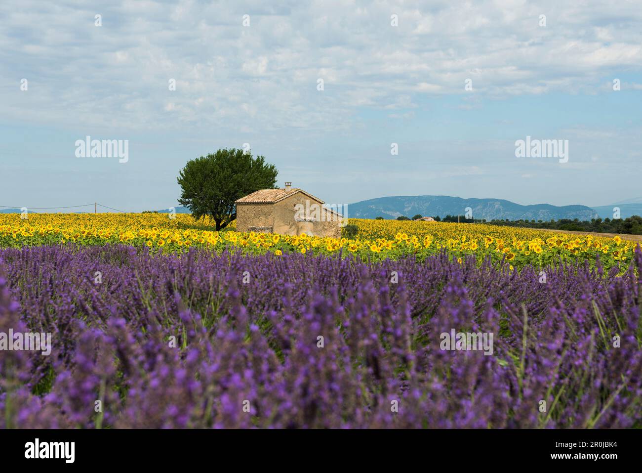 lavender field and sunflowers, near Valensole, Plateau de Valensole ...