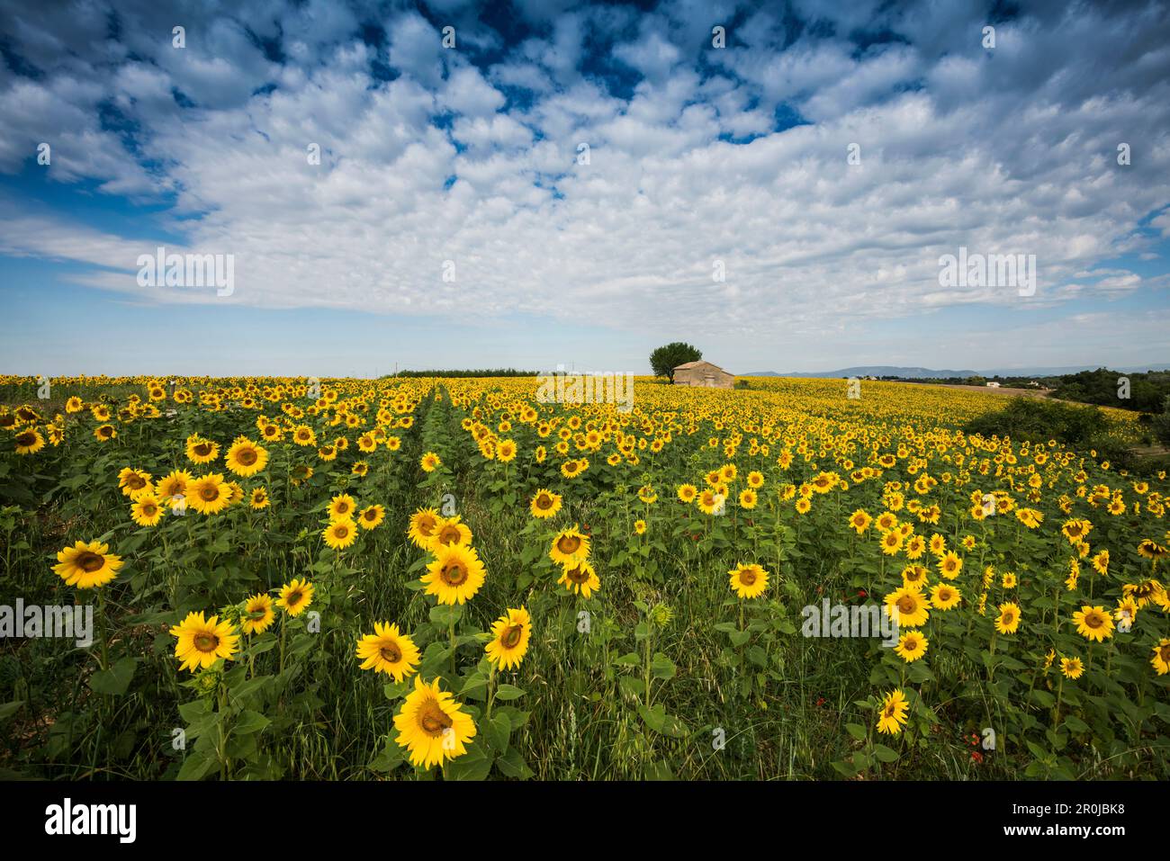 Sunflower field near Valensole, Plateau de Valensole, Alpes-de-Haute ...