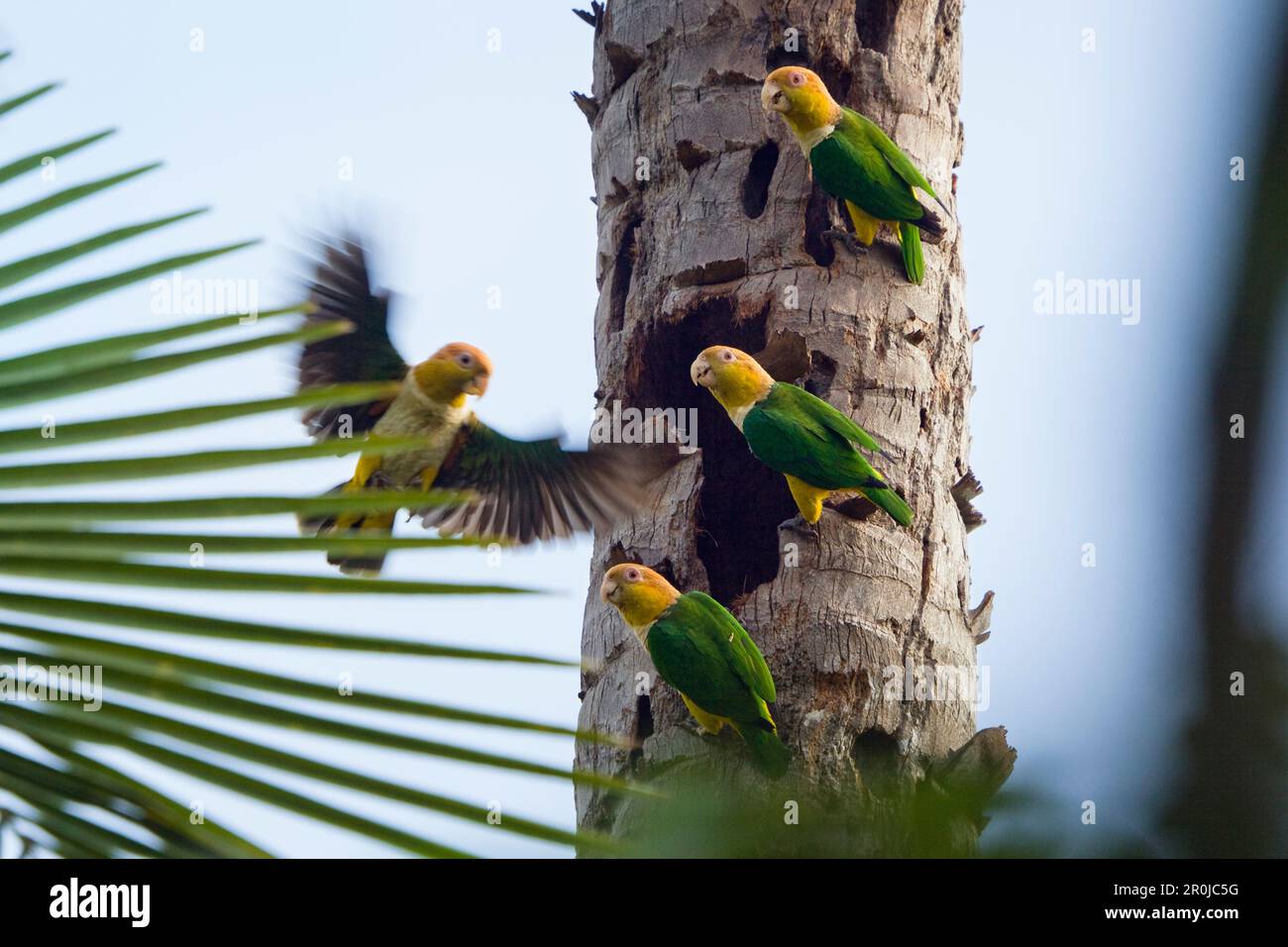 White-bellied Parrots in rainforest, Pionites leucogaster xanthomeria ...