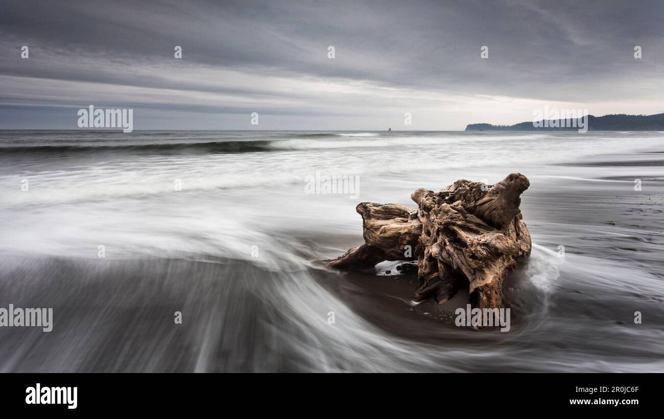 Coastal landsape, Jefferson County, Olympic National Park, Highway 101 ...