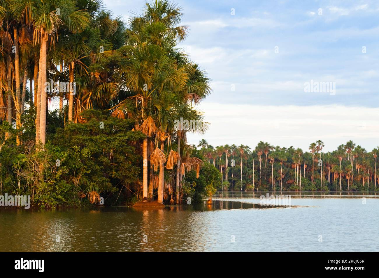 Mauriti Palm Trees, Buriti, Moriche Palms, at Sandoval Lake, Mauritia ...