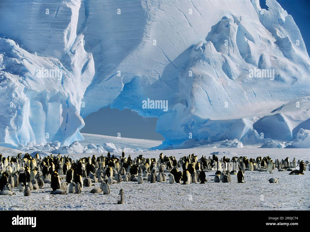 Emperor Penguin rookery, Aptenodytes forsteri, Antarctica Stock Photo ...