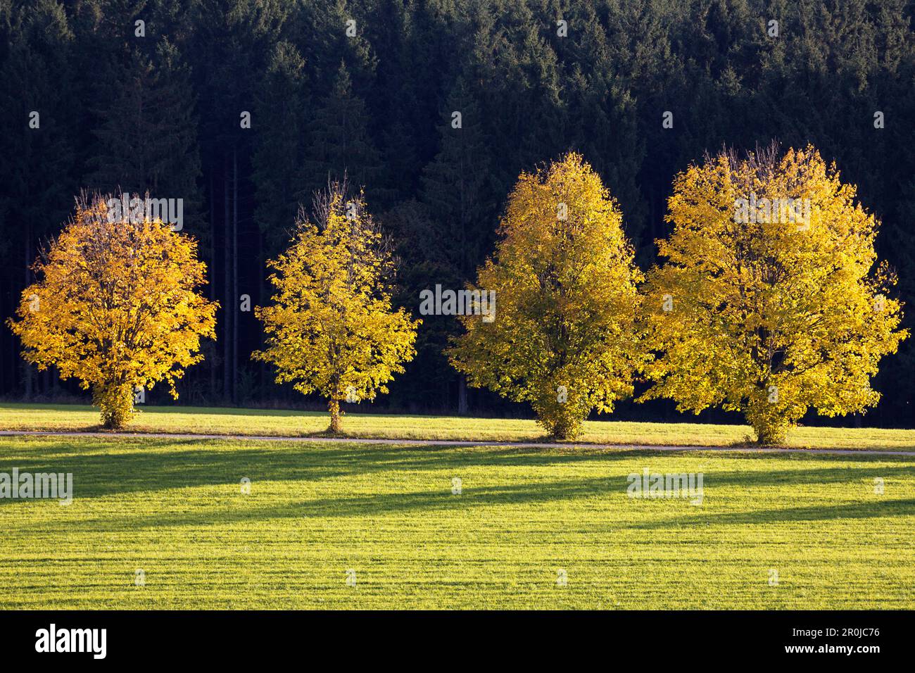 Maples in fall, Acer platanoides, Upper Bavaria, Germany Stock Photo ...