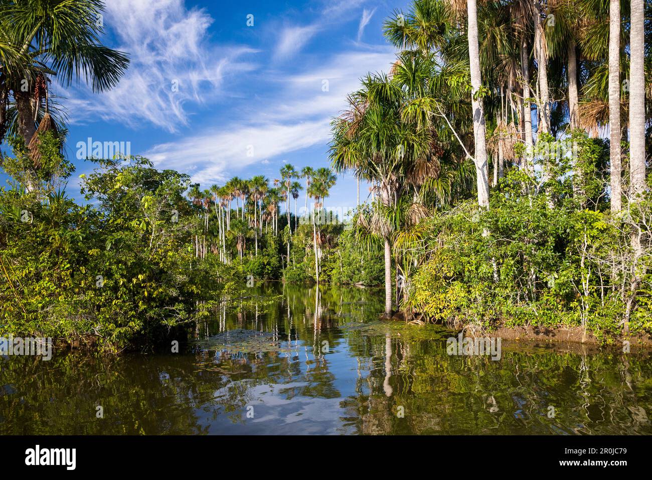 Mauriti Palm Trees, Buriti, Moriche Palms, at Sandoval Lake, Mauritia ...