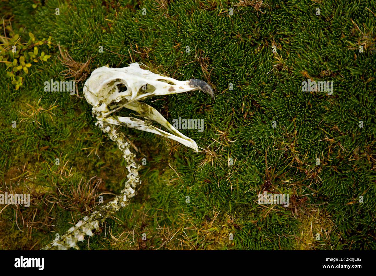 Picture skull animals hi-res stock photography and images - Alamy