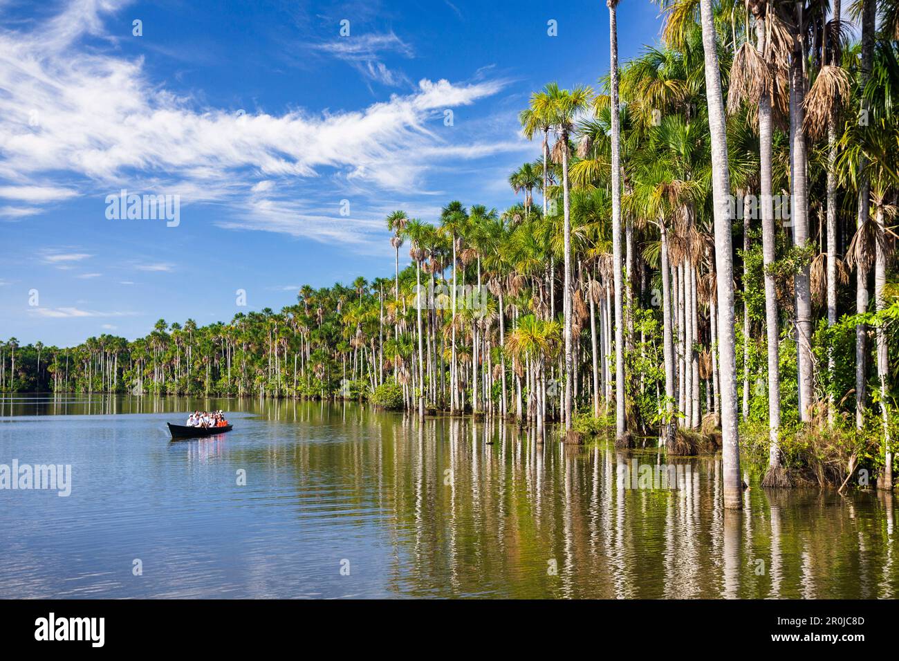 Tourist boat and Mauriti Palm Trees, Buriti, Moriche Palms, at Sandoval ...