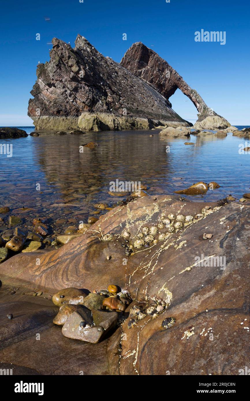 Moray eel uk hi-res stock photography and images - Alamy