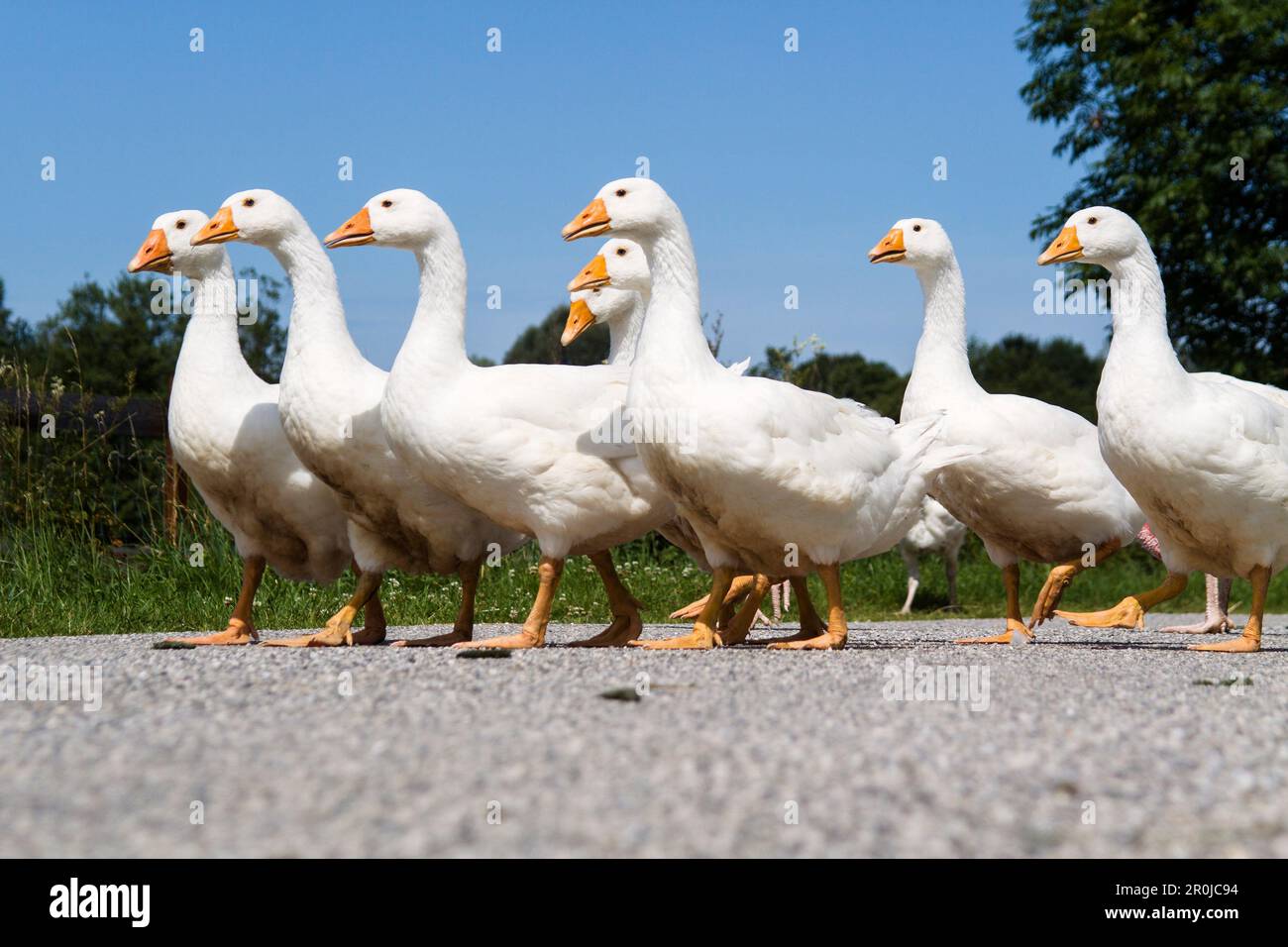 Domestic animals series hi-res stock photography and images - Alamy