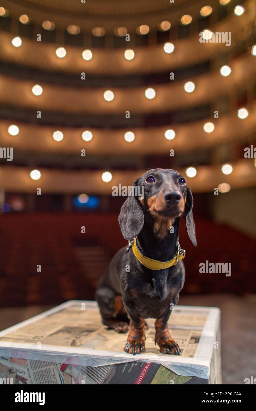 dog, stage, interior of Goldoni Theatre, Venice, Italy Stock Photo - Alamy