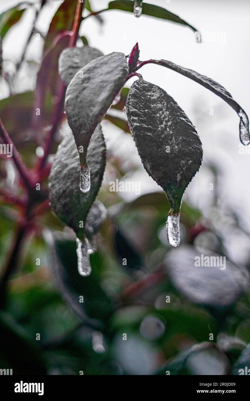 Photinia x fraseri red robin tree hi-res stock photography and images ...