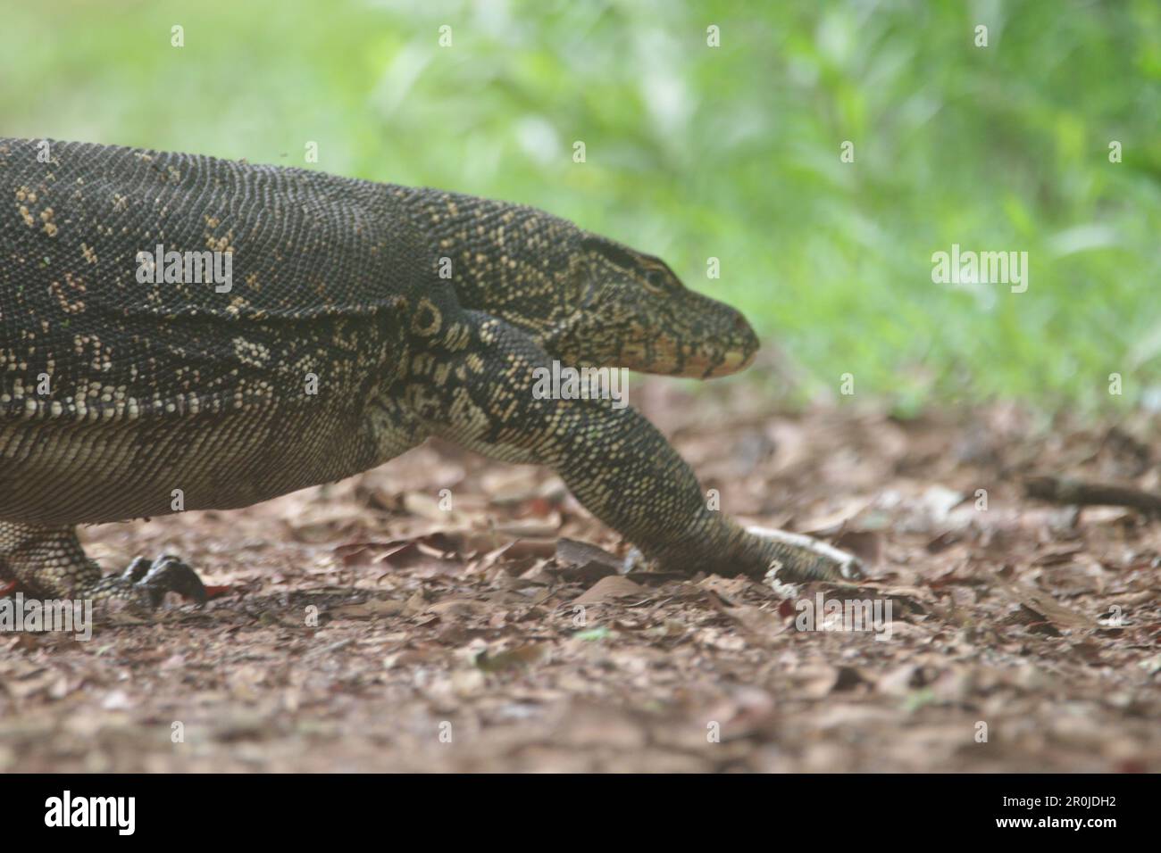 Reptiles in Sri Lanka. Visit Sri Lanka Stock Photo - Alamy