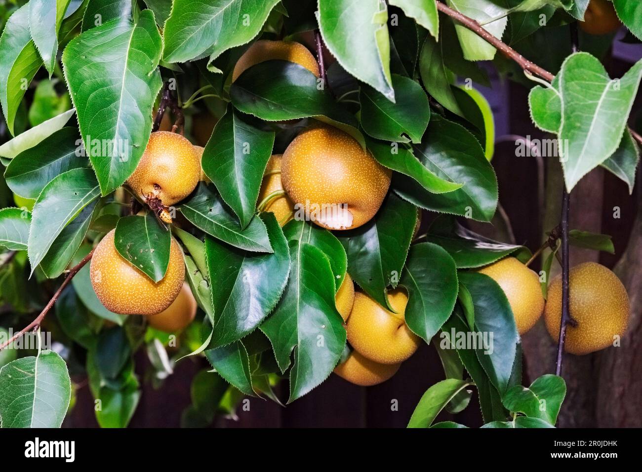 Asian pear tree leaves hi-res stock photography and images - Alamy