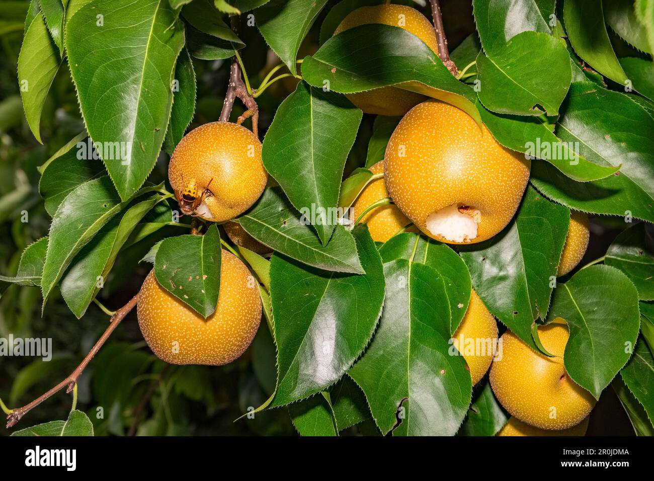 Pipfruit tree hi-res stock photography and images - Alamy