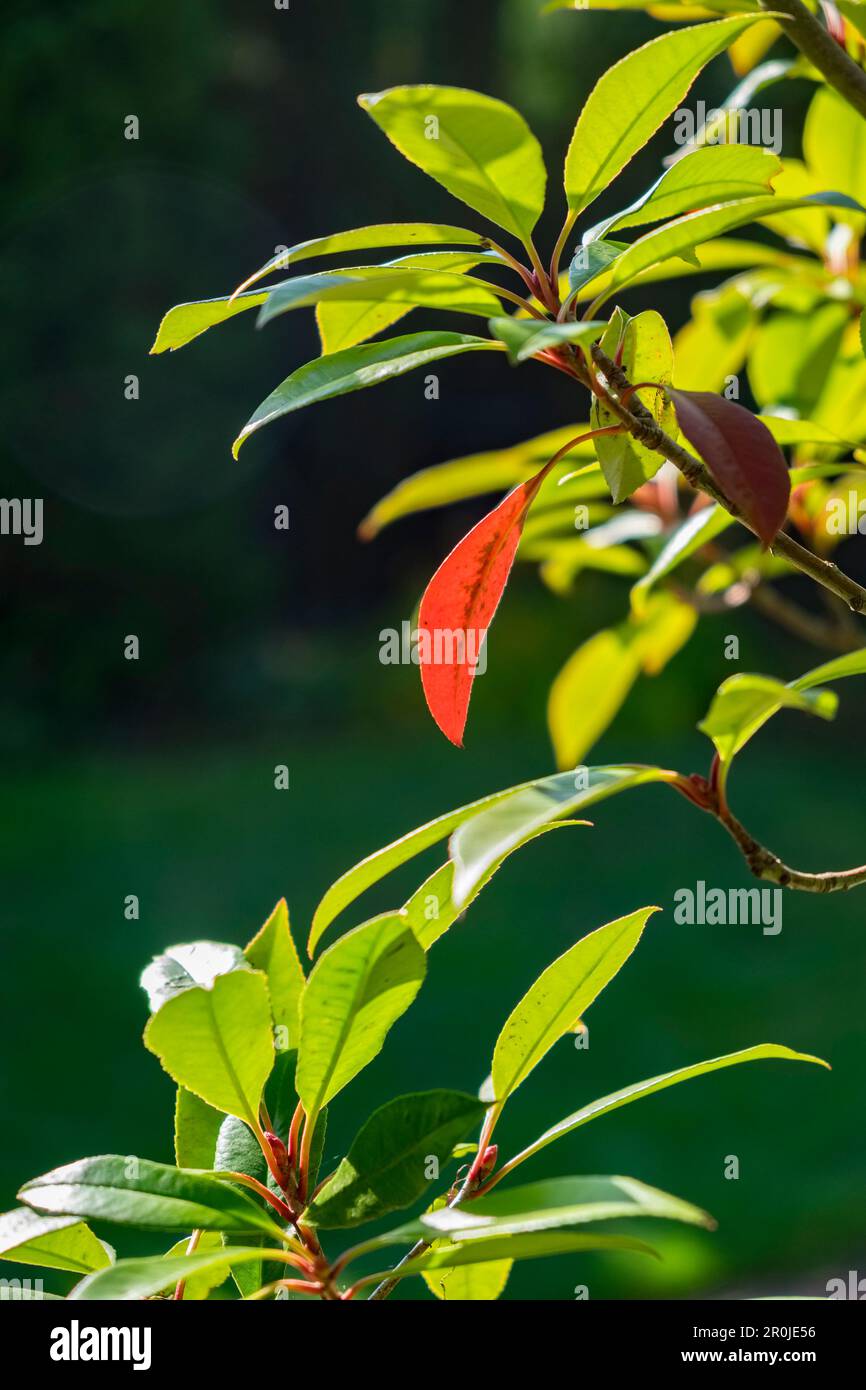 Photinia x fraseri 'red robin' hi-res stock photography and images - Alamy