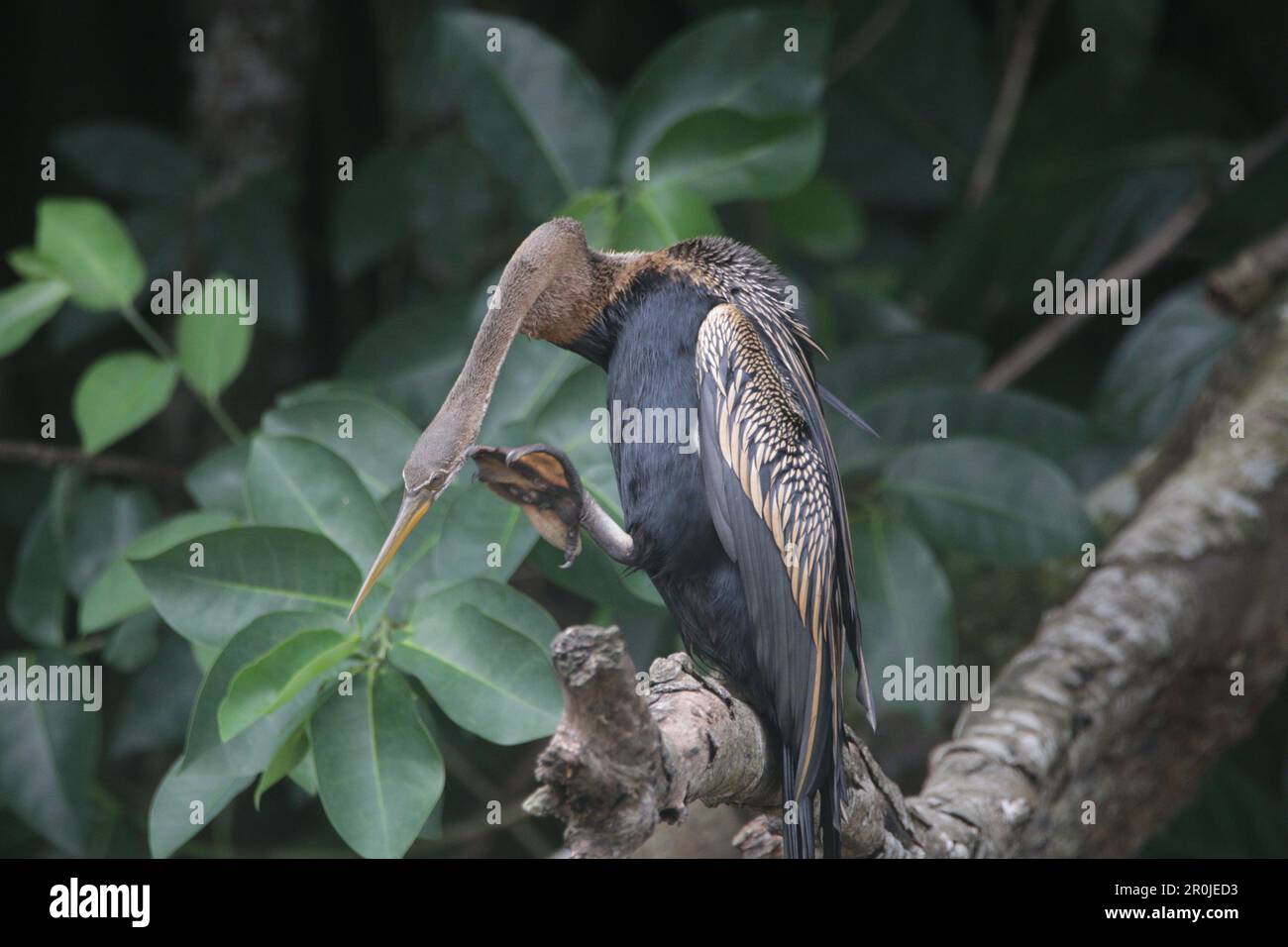 Birds of Sri Lanka in the Wild. Visit Sri Lanka Stock Photo - Alamy