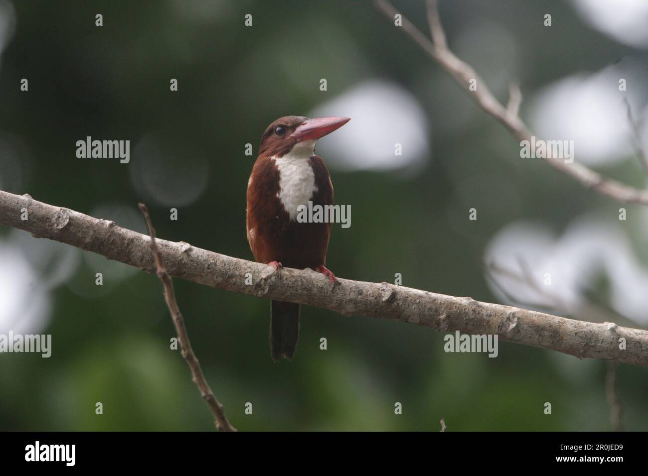 Birds of Sri Lanka in the Wild. Visit Sri Lanka Stock Photo - Alamy