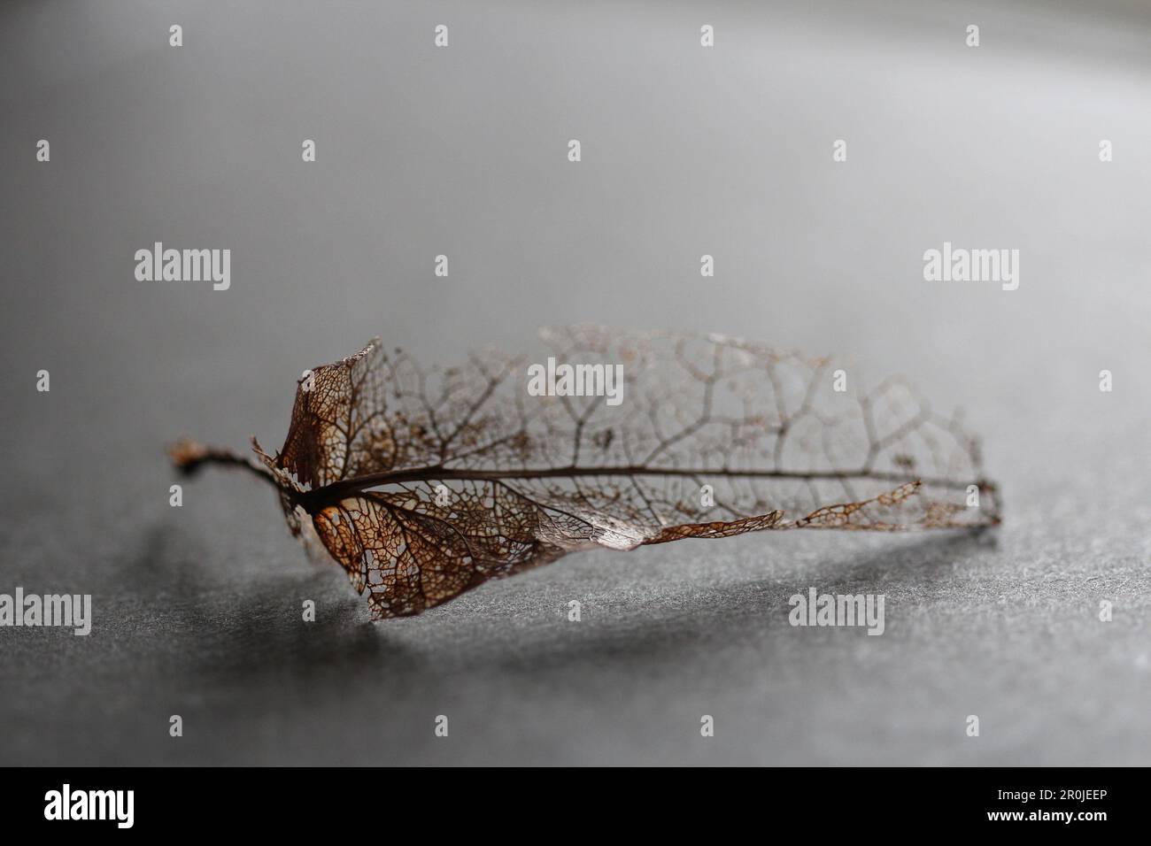 Dried up leaf hi-res stock photography and images - Alamy