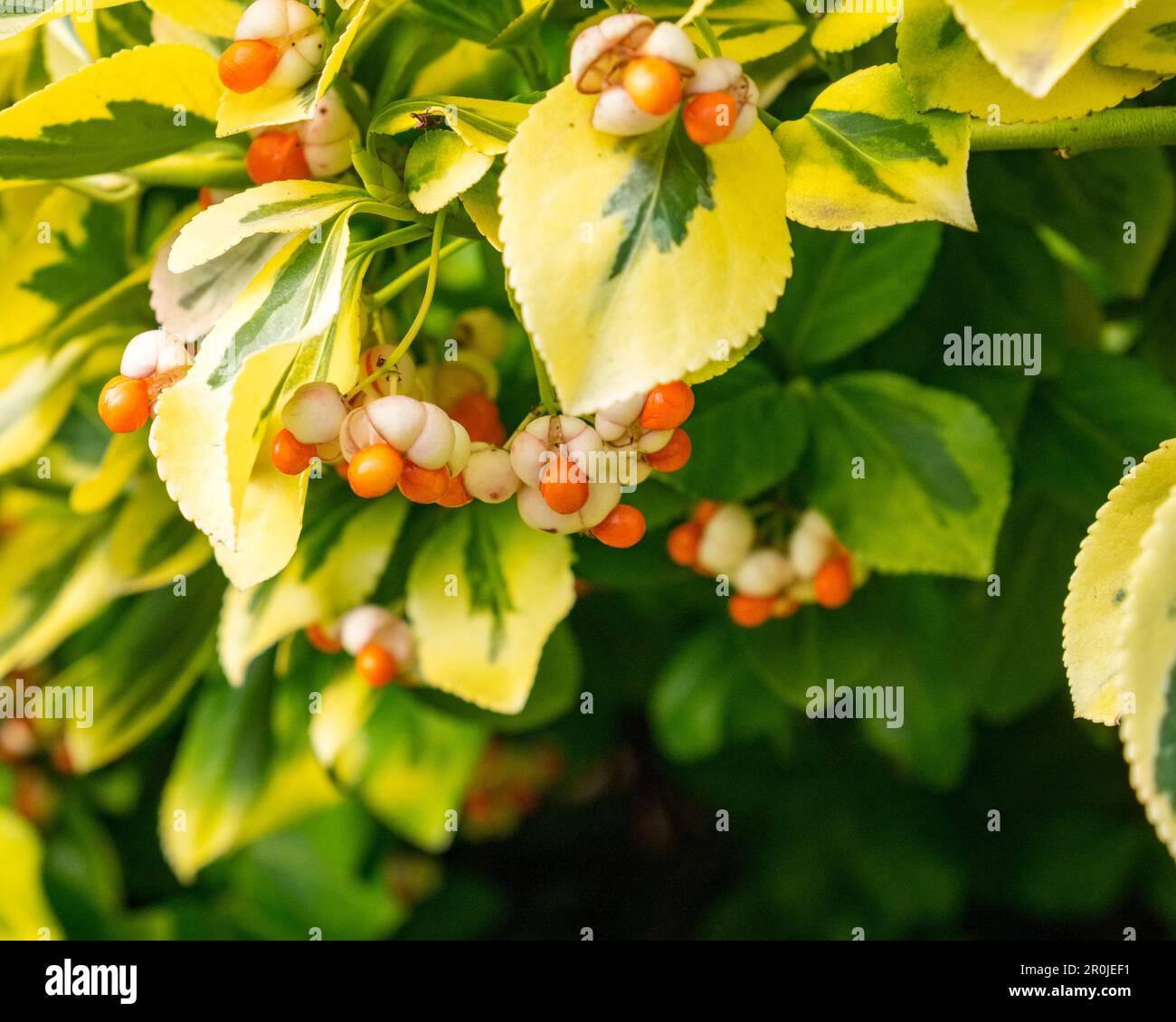 Winter creeper euonymus fortunei hi-res stock photography and images ...