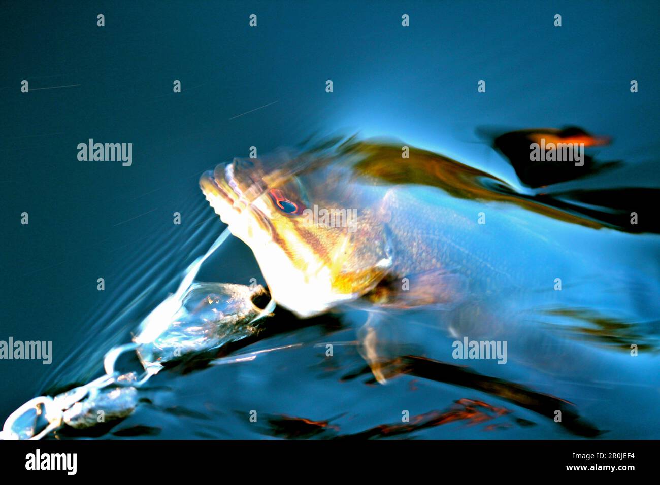 Photo hooked fish hi-res stock photography and images - Alamy
