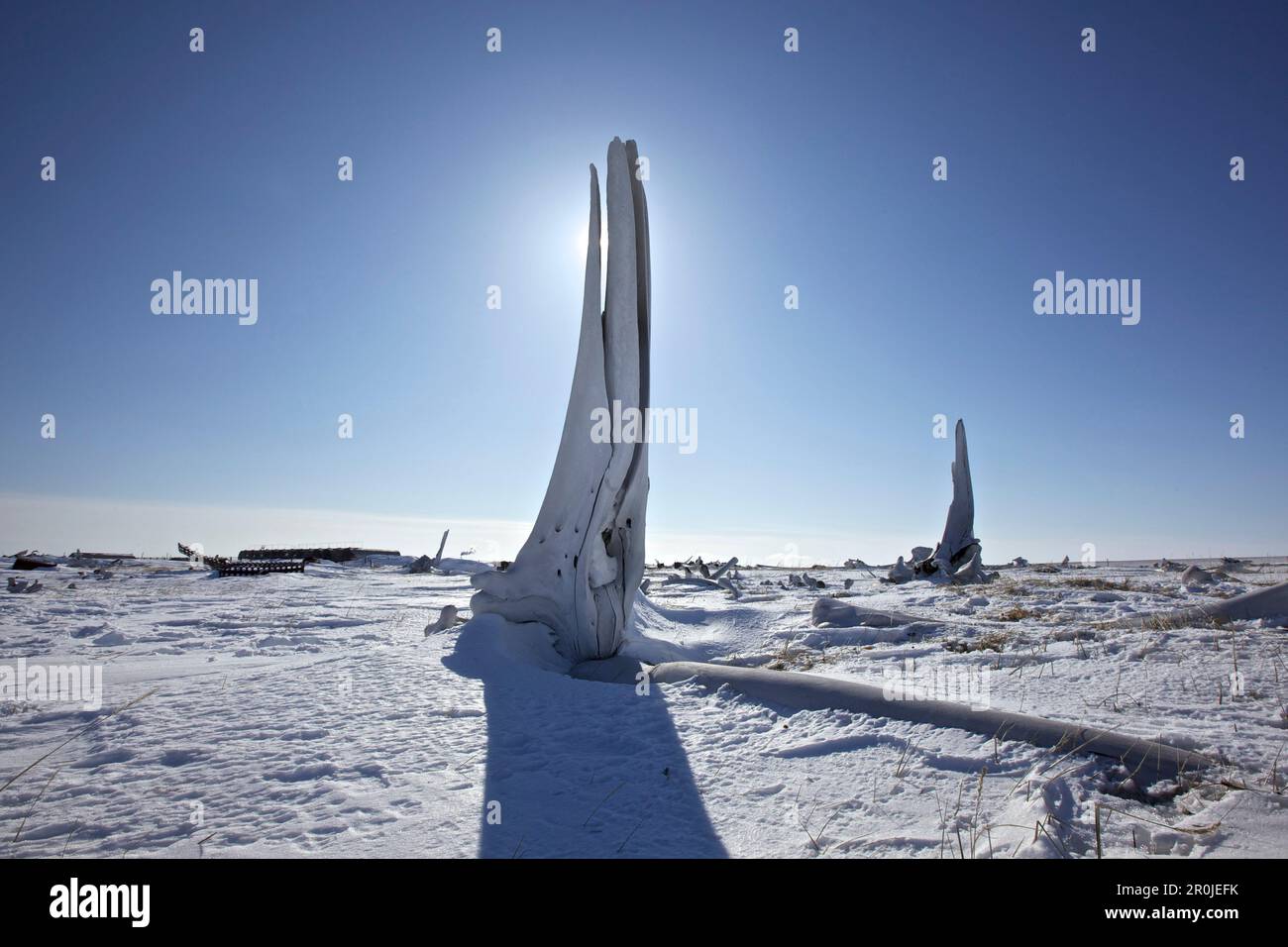 Whale bone at the coast of the Bering Sea in the Inuit settlement ...