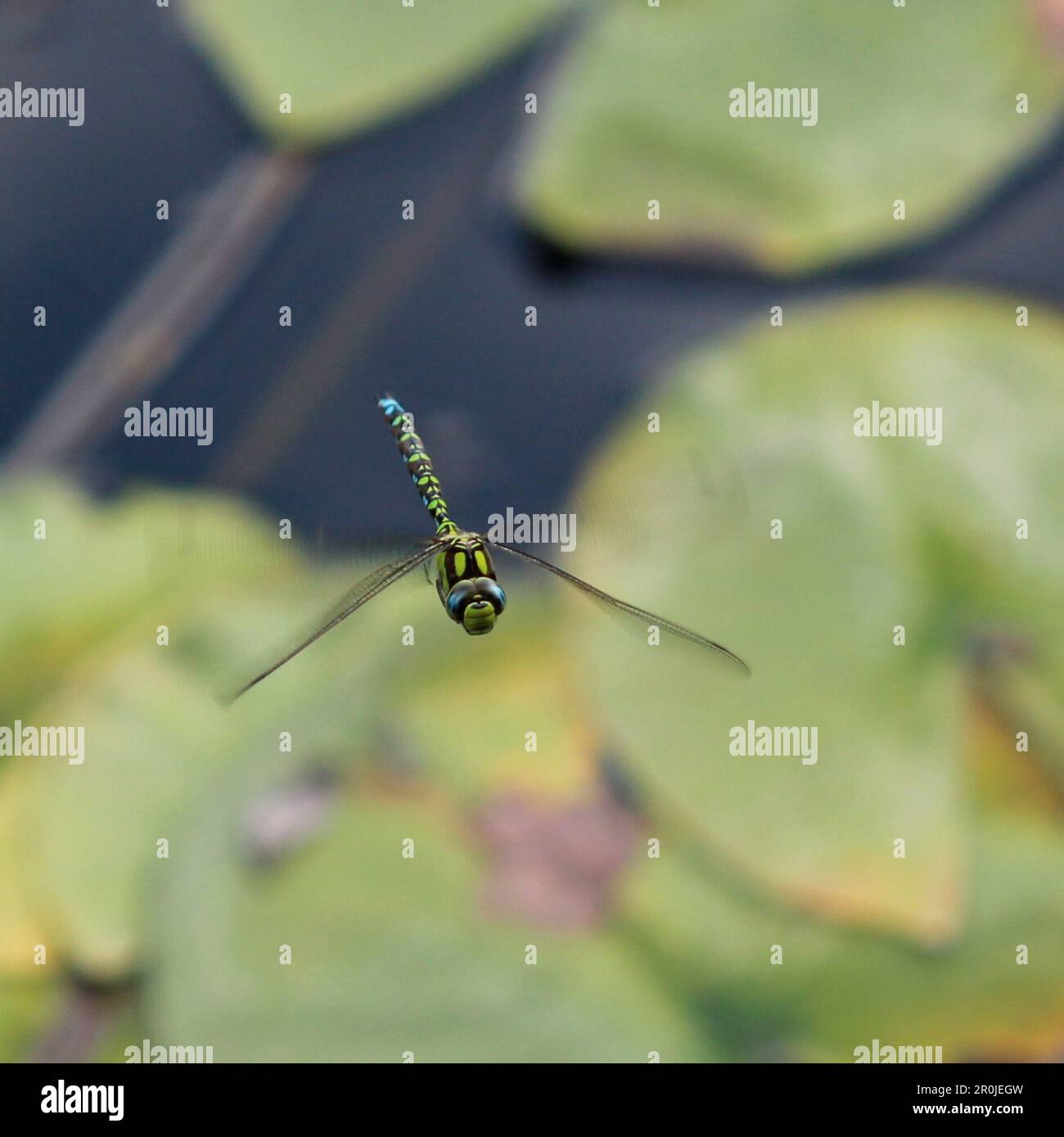 Dragonfly motif hi-res stock photography and images - Alamy