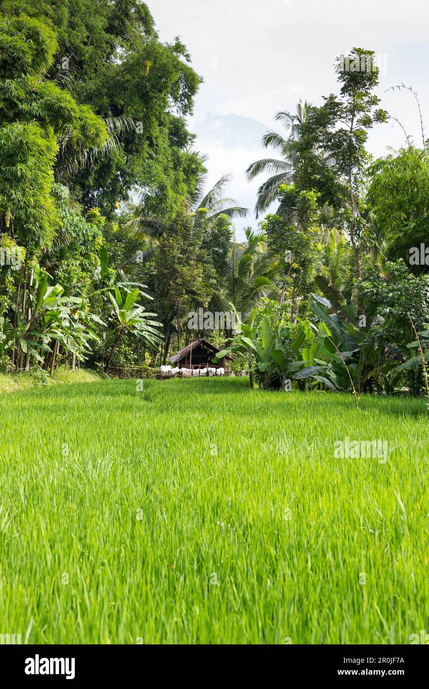 Tetebatu travel hi-res stock photography and images - Alamy