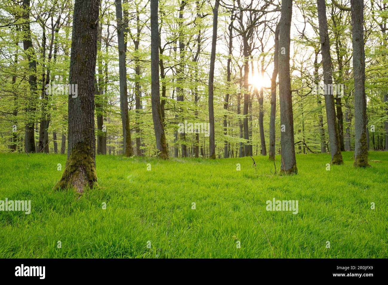Light shining through trees hi-res stock photography and images - Alamy