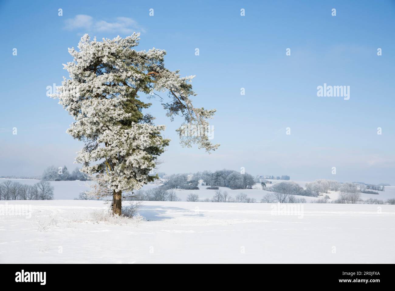 Lone pine tree covered in snow in a winter wonderland landscape between Voehl and Marienhagen ...