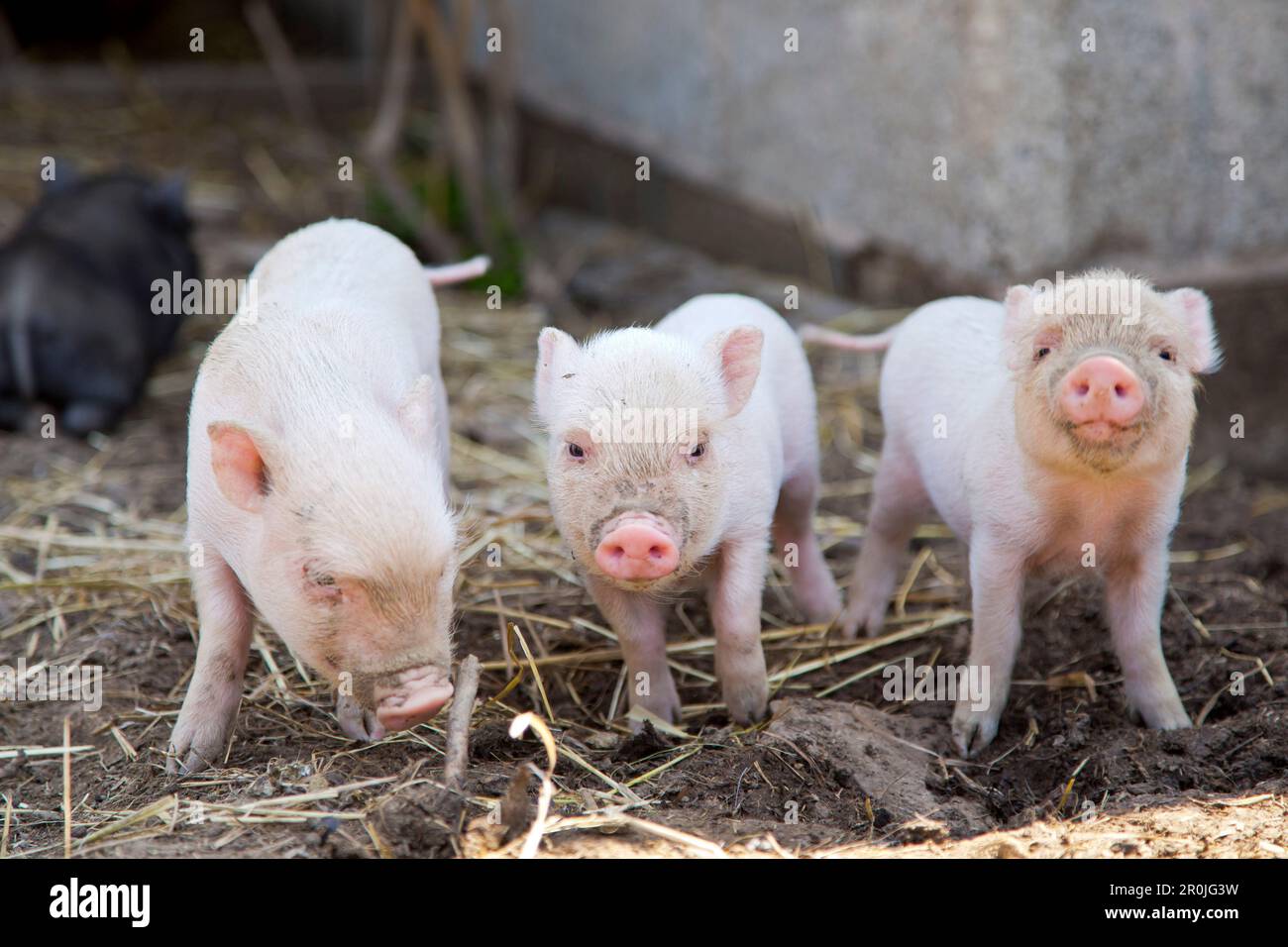 Piglet houses hi-res stock photography and images - Alamy
