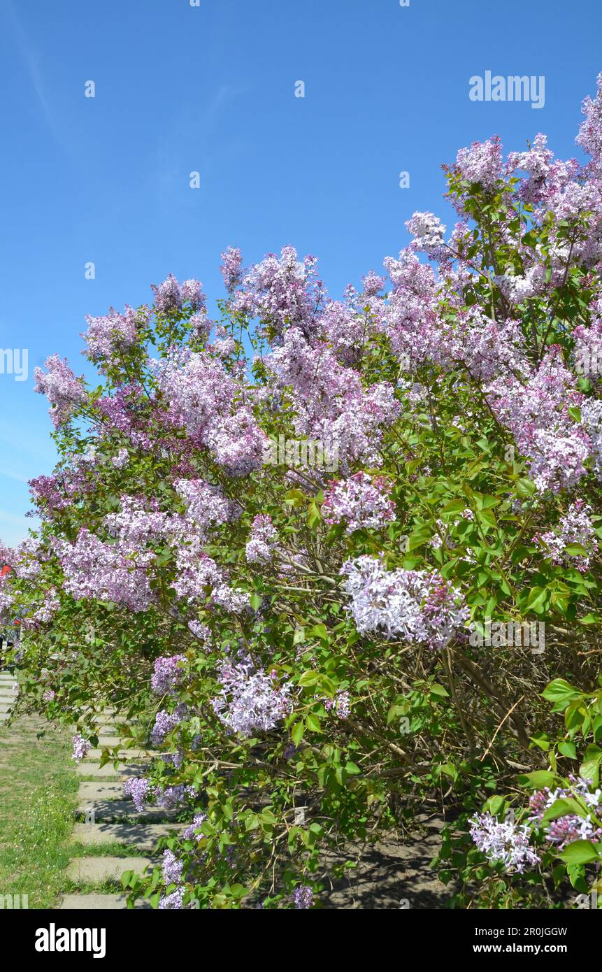 The lilac flowering season in May is full of beautiful scenery Stock ...