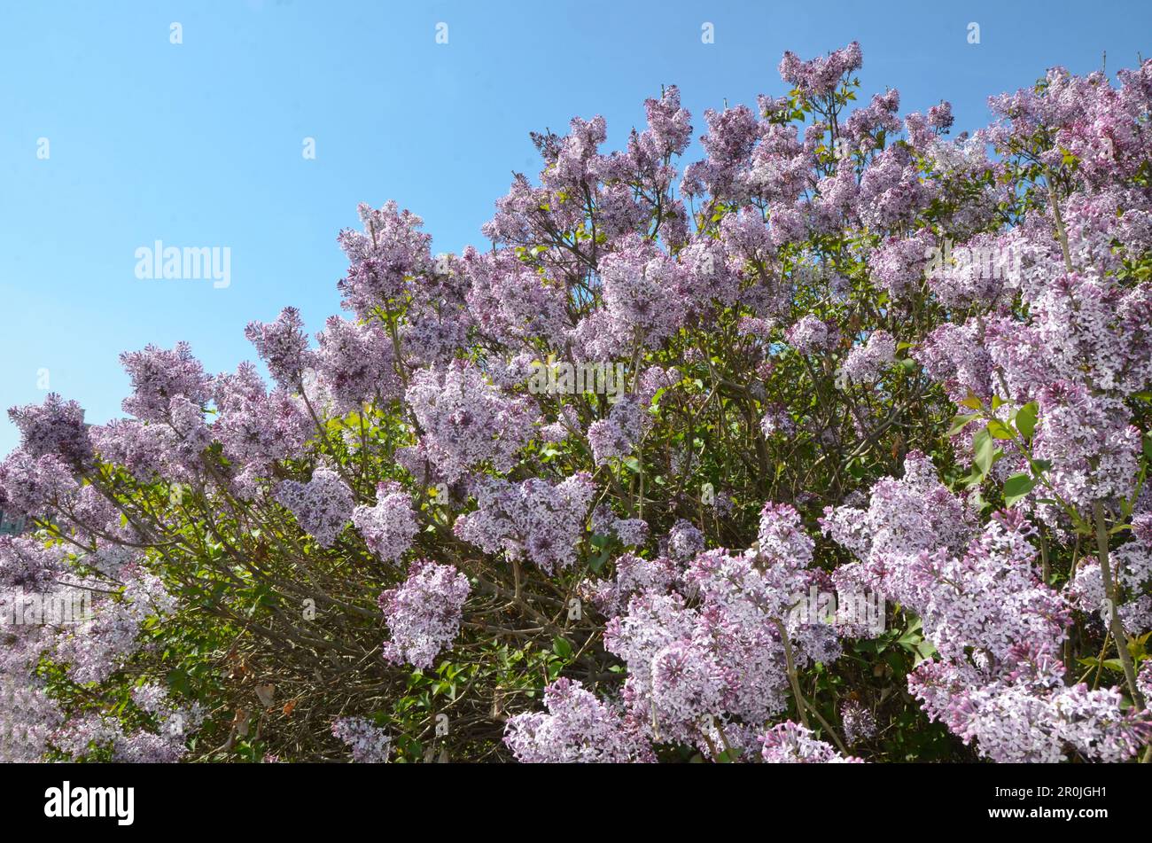 The lilac flowering season in May is full of beautiful scenery Stock ...