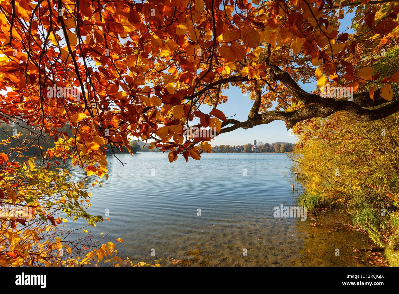 Wesslinger See with bell tower of Wessling, Autumn, Indian summer, lake ...