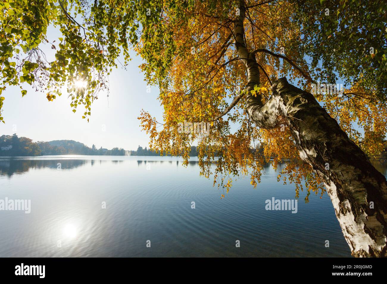 Birch tree at Wesslinger See in Autumn, indian summer, lake, Starnberg ...
