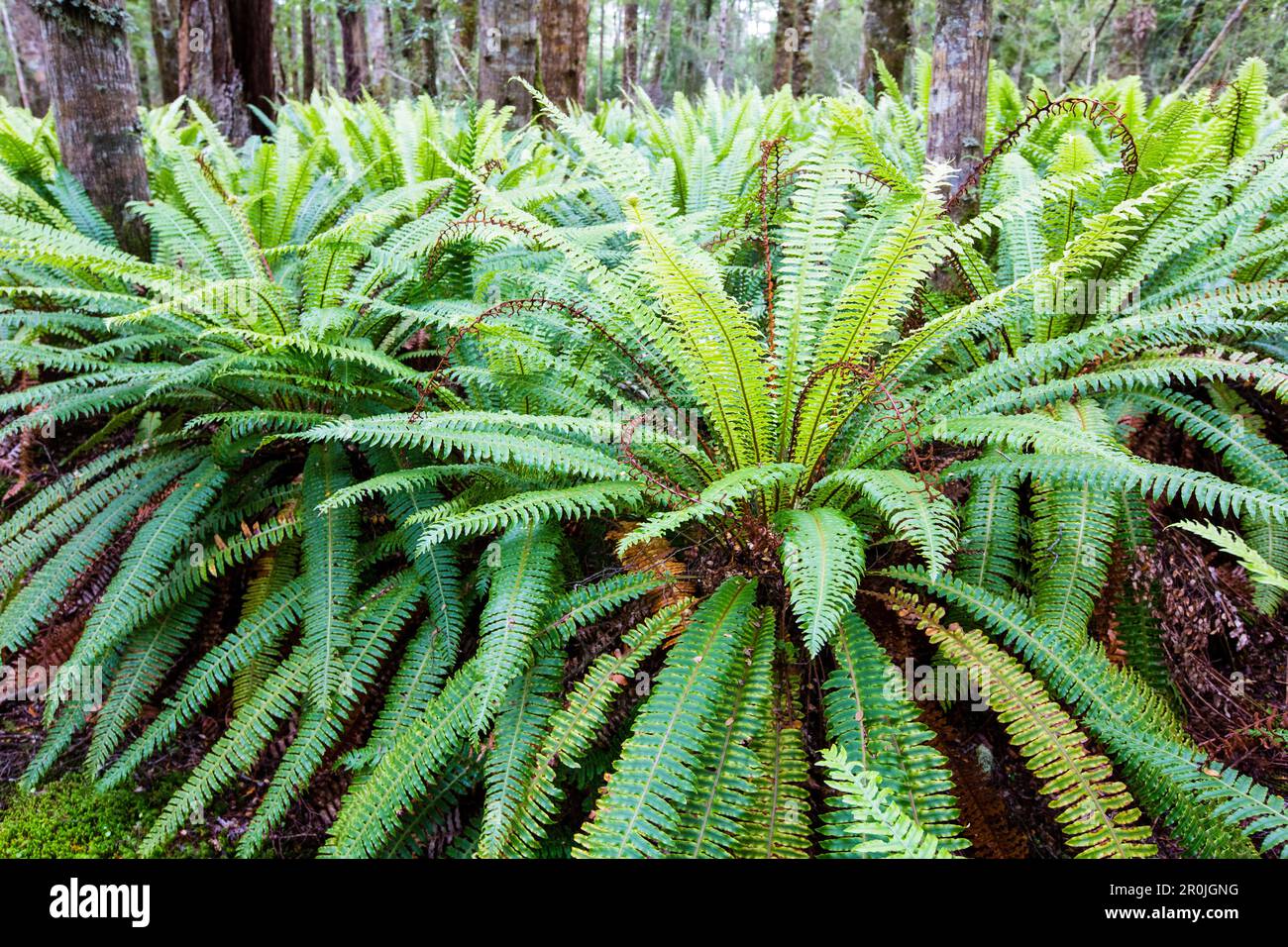 Fern in the rainforest of Fjordland, at Lake Manapouri, Hope Arm, South ...