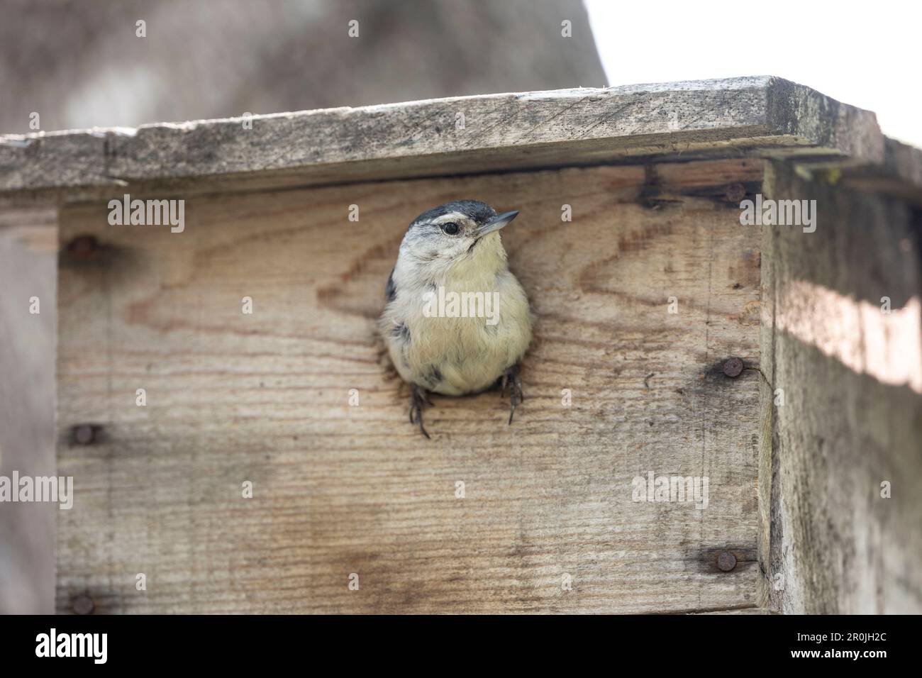 (Ottawa, Canada---08 May 2023) White-breasted nuthatch in a nesting box by the Rideau River ...