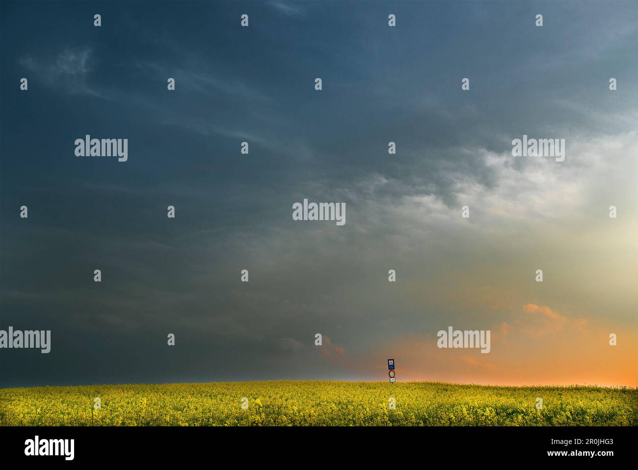 Traffic sign in a canola field against a stormy sky, Alling, Bavaria ...