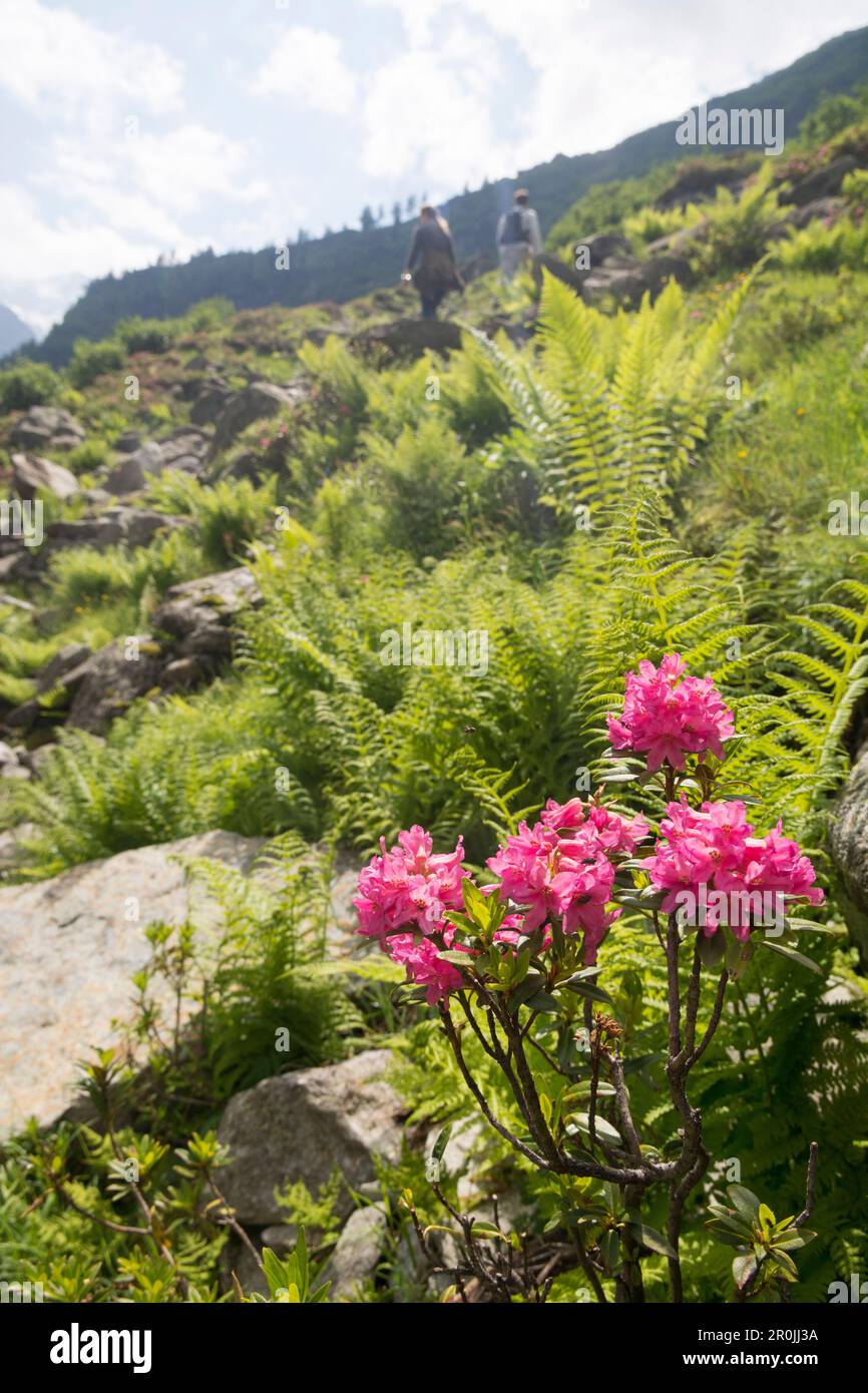 Blossoming alpine roses and ferns, two hikers in the background, Trift ...