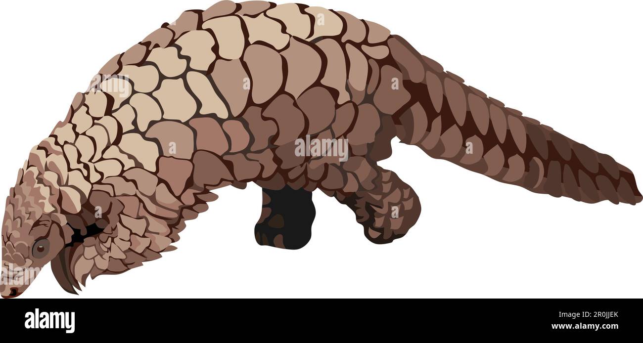 Pangolin Mammal Animal Vector Stock Vector Image & Art - Alamy