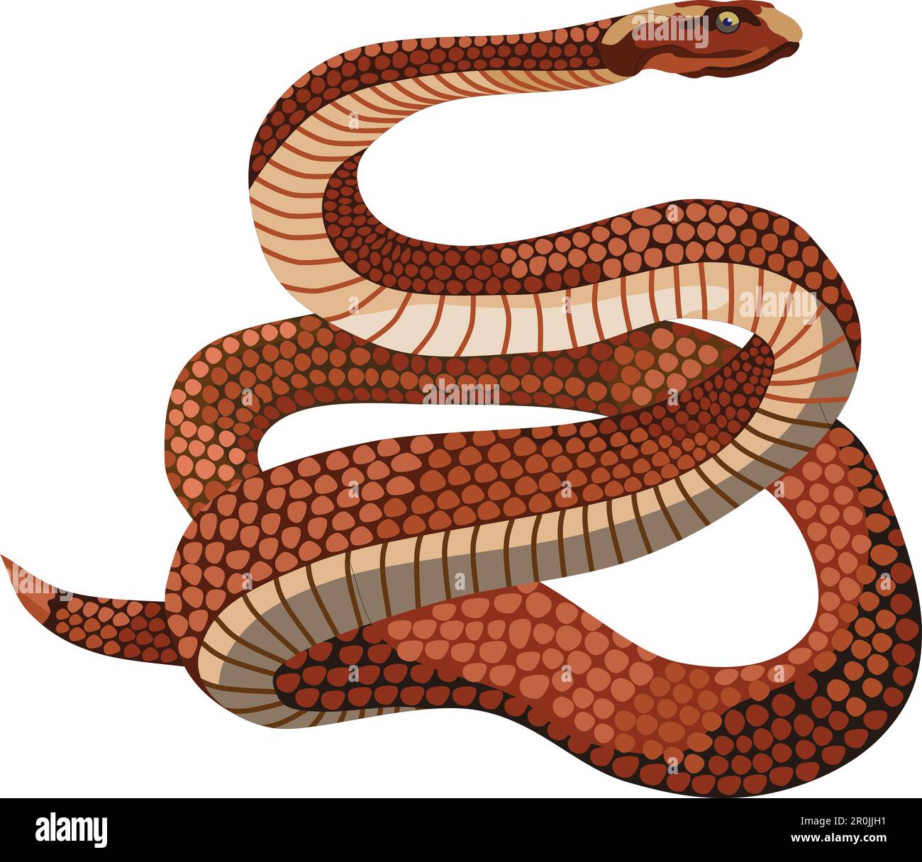 Snake Reptile Animal Vector Stock Vector Image & Art - Alamy