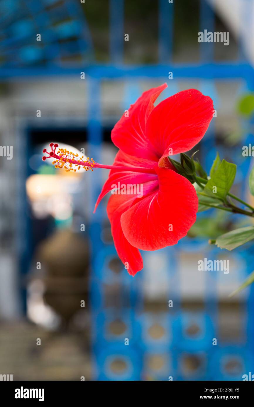Detail of red hibiscus flower at Dar El Annabi House Museum, Sidi Bou ...