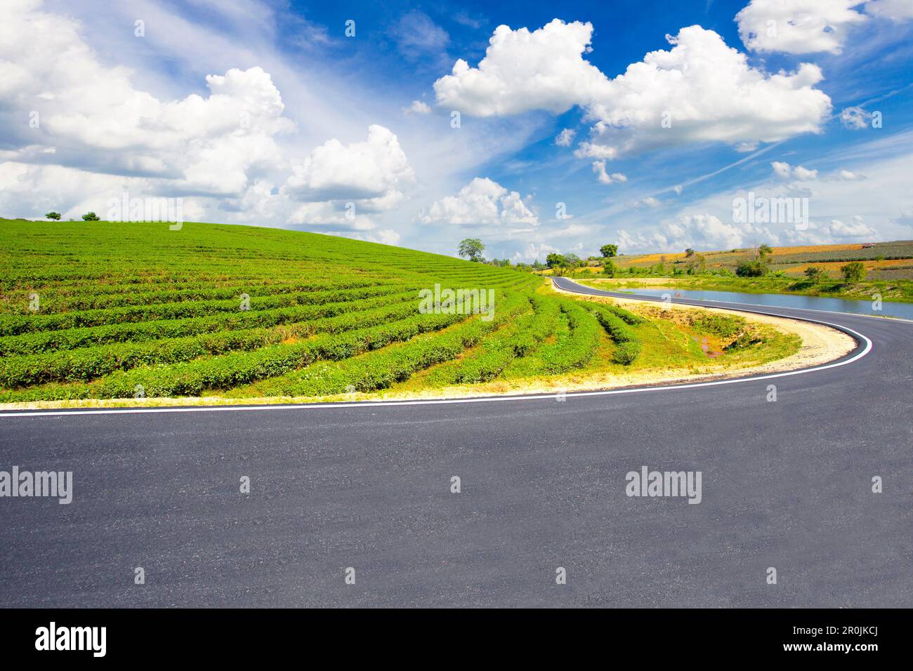 Choui Fong tea plantation and road with blue sky at Mae jan , tourist ...