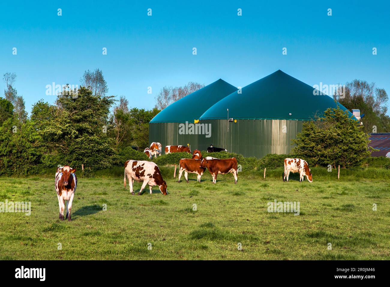 Biogas plant cows hi-res stock photography and images - Alamy