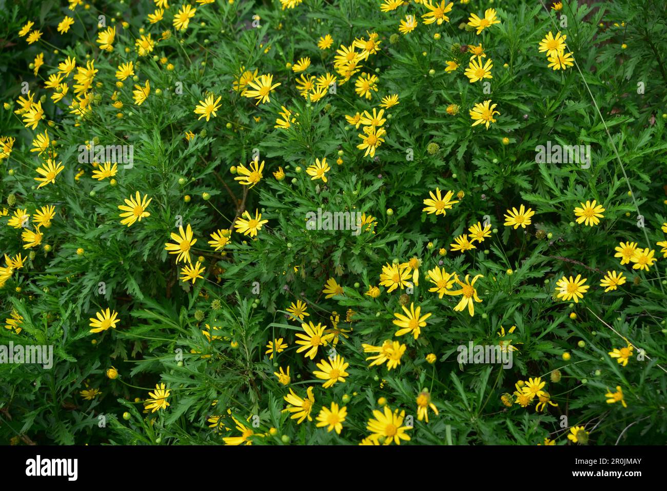 euryops chrysanthemoides, African bushy, yellow flowers and green ...